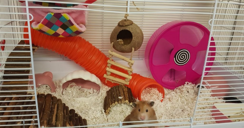 Russian Hamster: 8 Tips for Caring for Your Small Rodent - Paws Wings ...