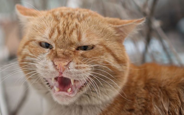 My Cat Is Spitting: What to Do? - Paws Wings And Fins